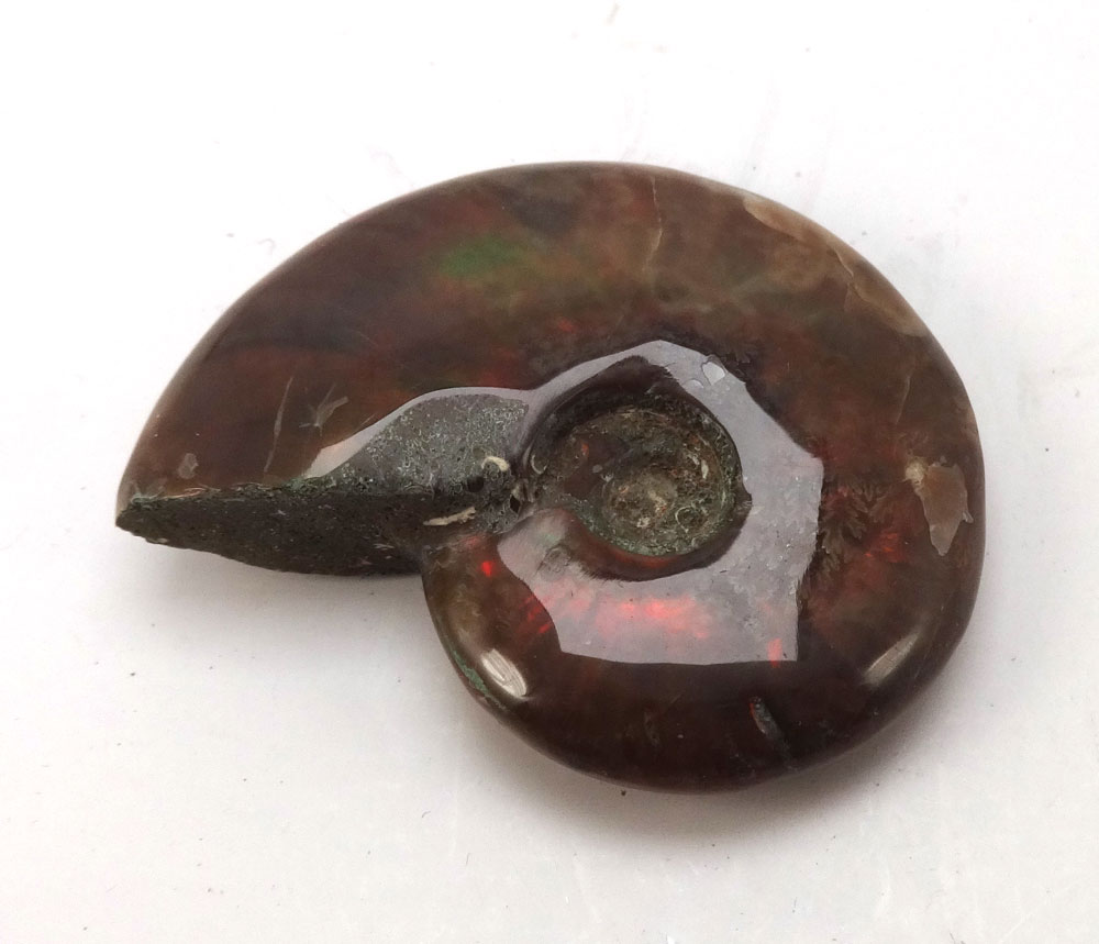 Red Iridescent Ammonite