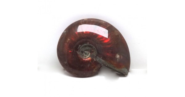 Red Iridescent Ammonite