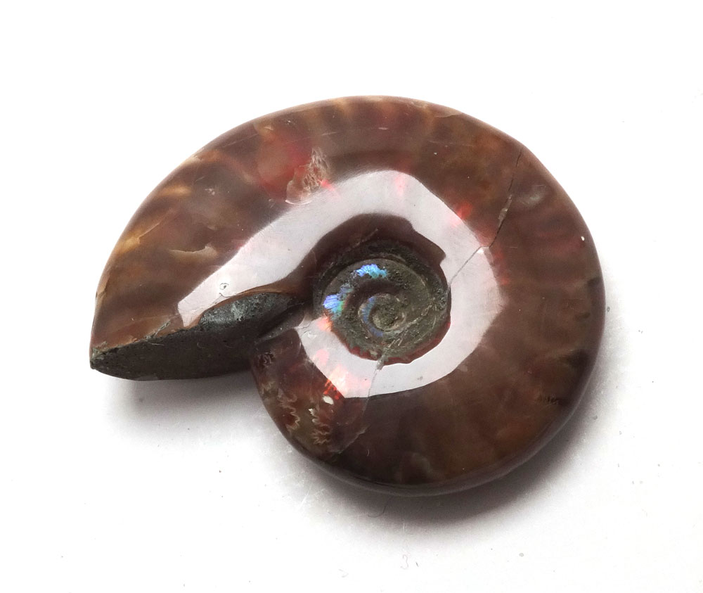 Red Iridescent Ammonite