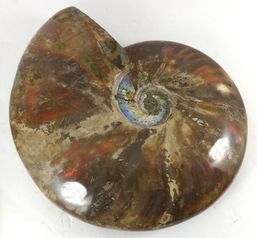 Red Iridescent Ammonite