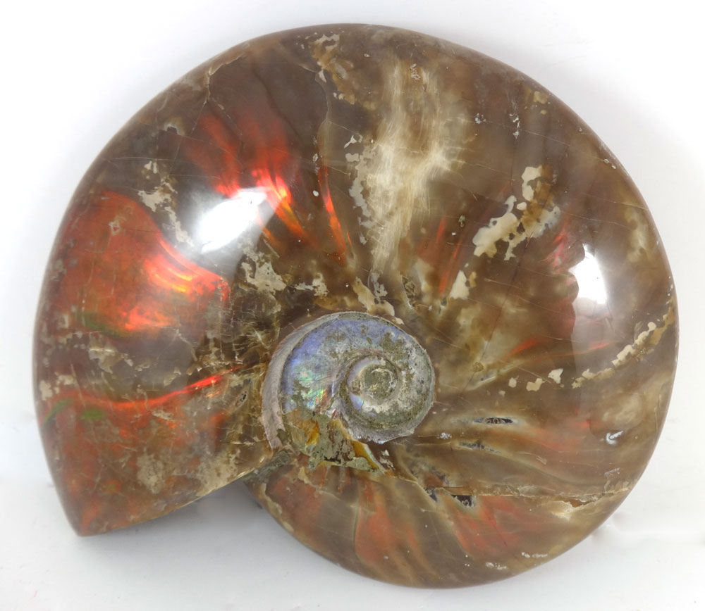 Red Iridescent Ammonite