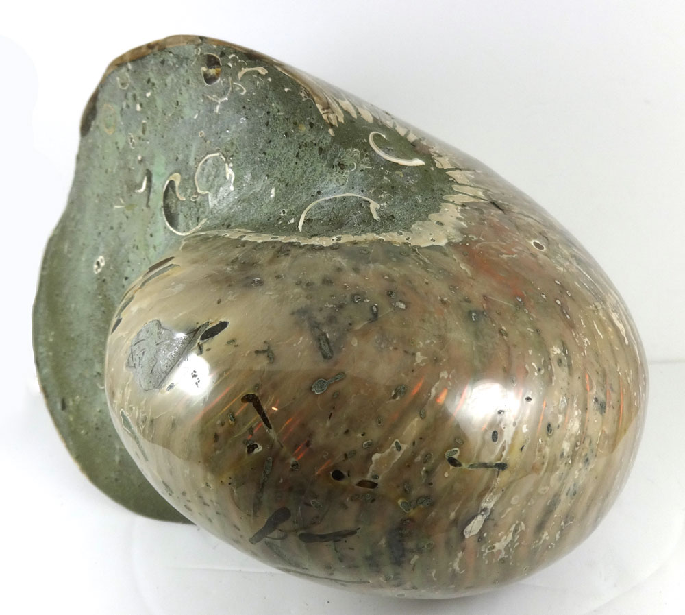Huge Nautilus all Polished Surface