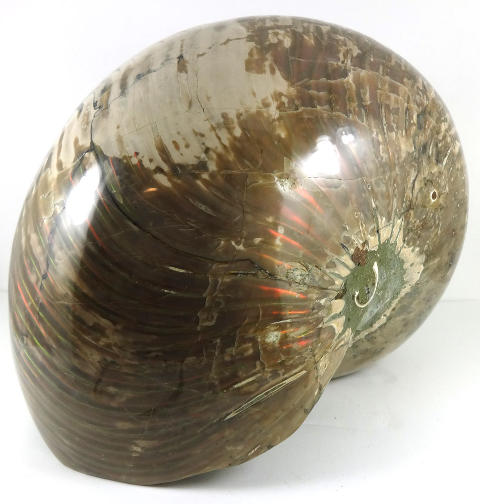 Huge Nautilus all Polished Surface