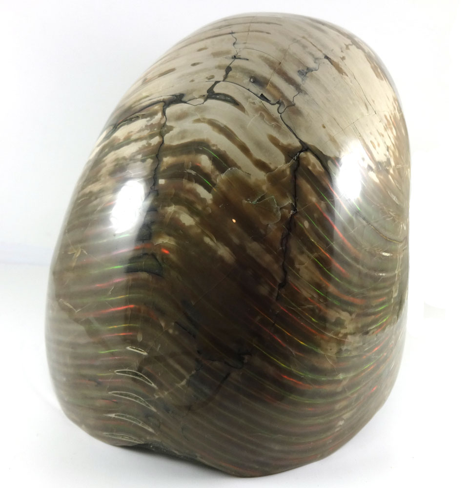 Huge Nautilus all Polished Surface