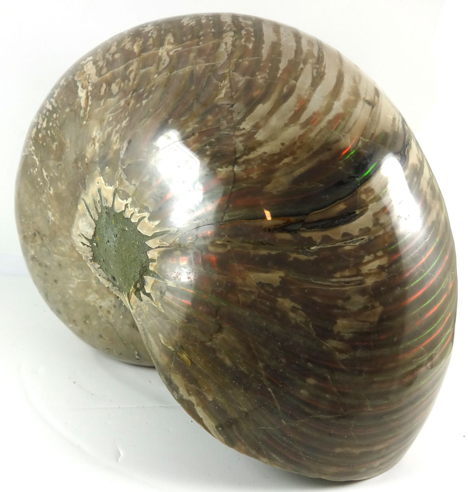 Huge Nautilus all Polished Surface
