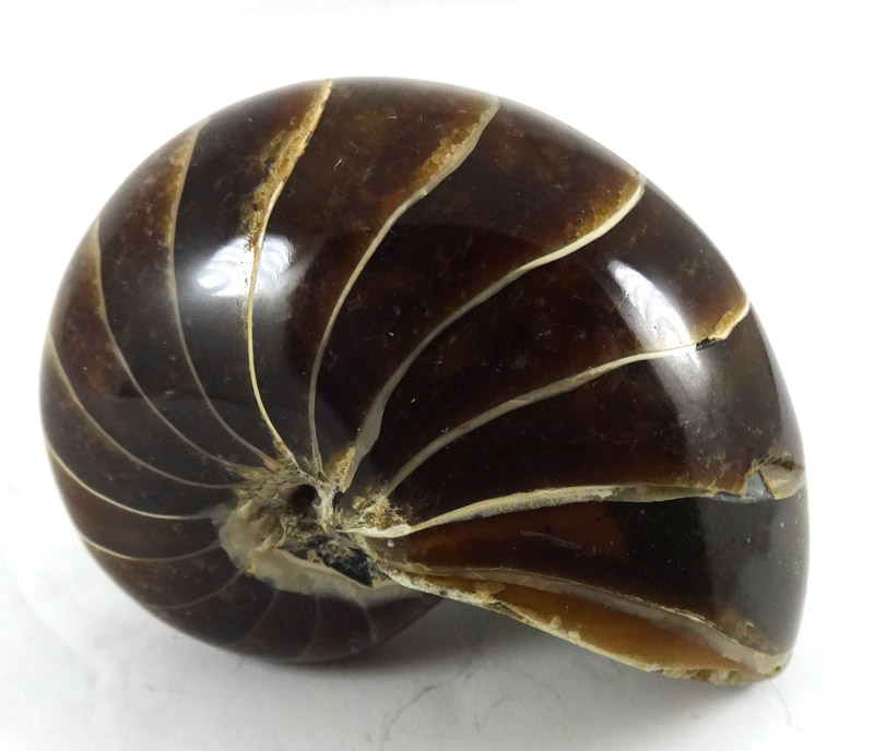 Nautilus all Polished Surface